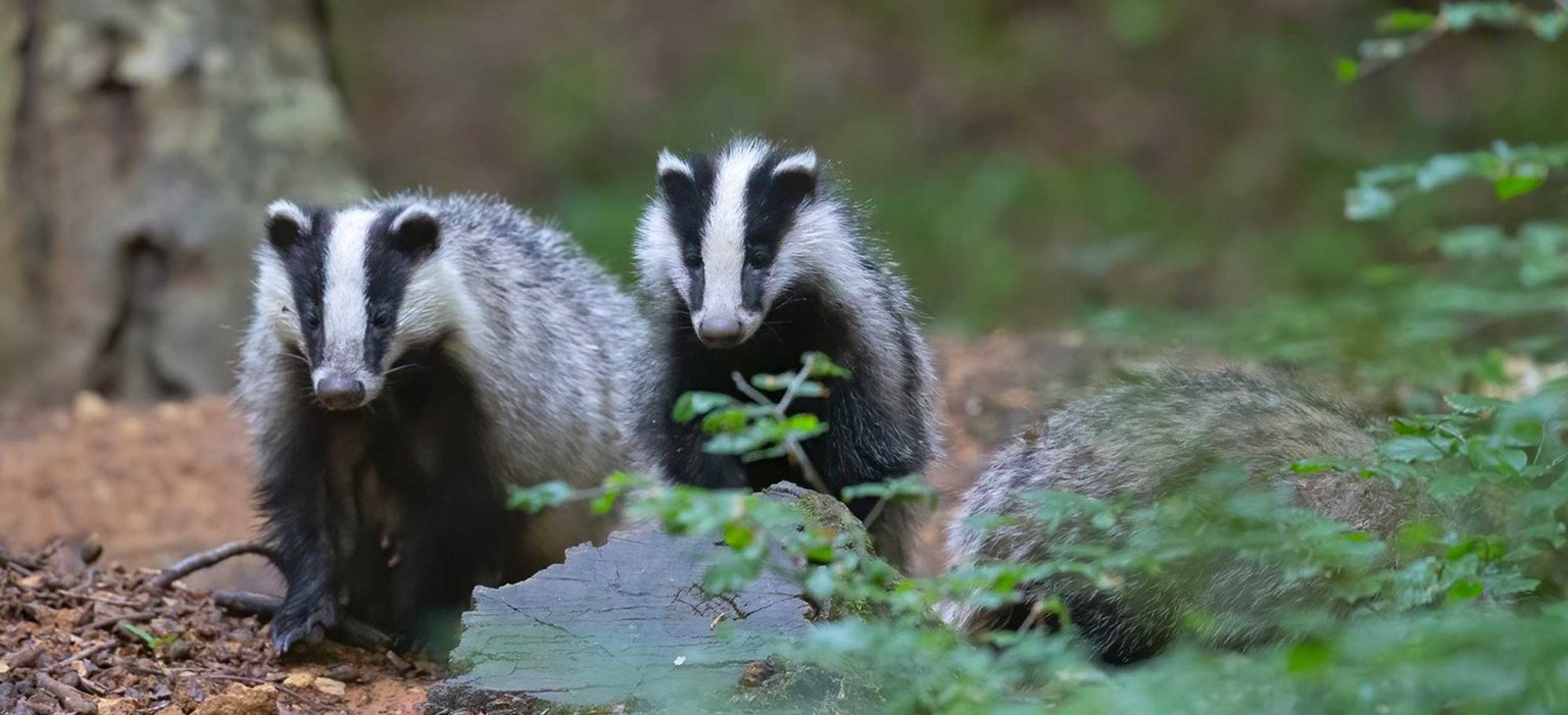 MON ACTU ANIMALE #8 : mai 2020 | L214 Éducation