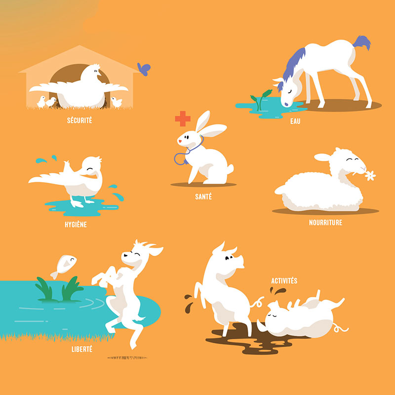 Les besoins des animaux | L214 Éducation